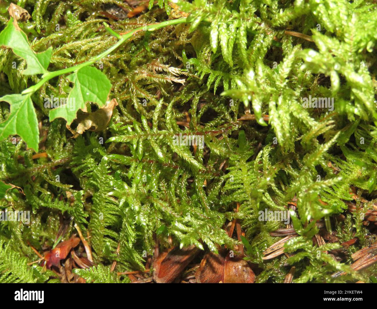Red-stemmed Feather Moss (Pleurozium schreberi Stock Photo - Alamy