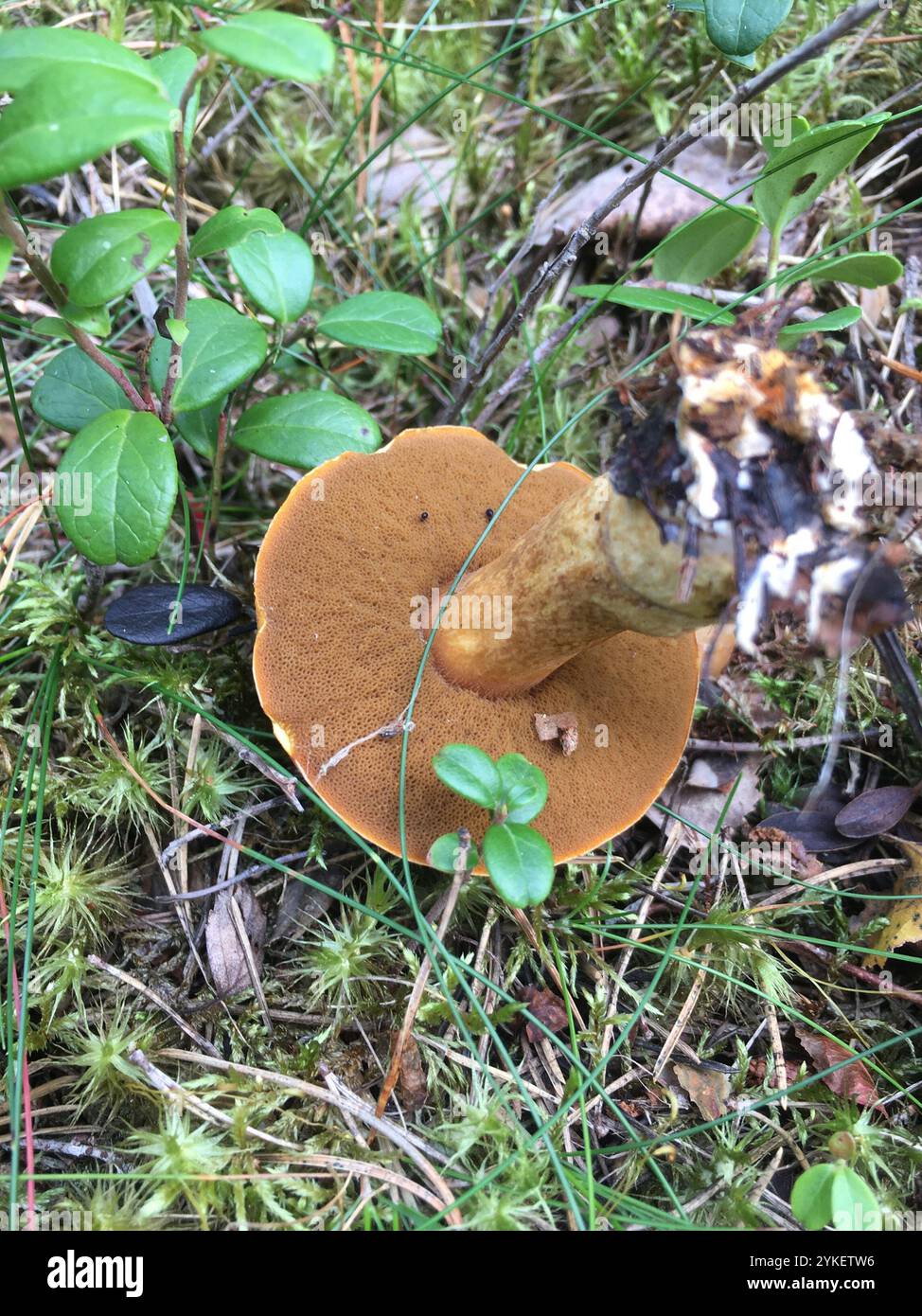 Velvet Bolete (Suillus variegatus Stock Photo - Alamy
