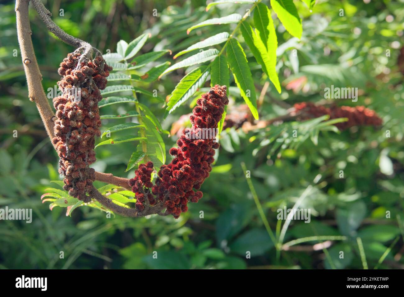 Rhus typhina is cultivated as an ornamental plant. Nature floral ...