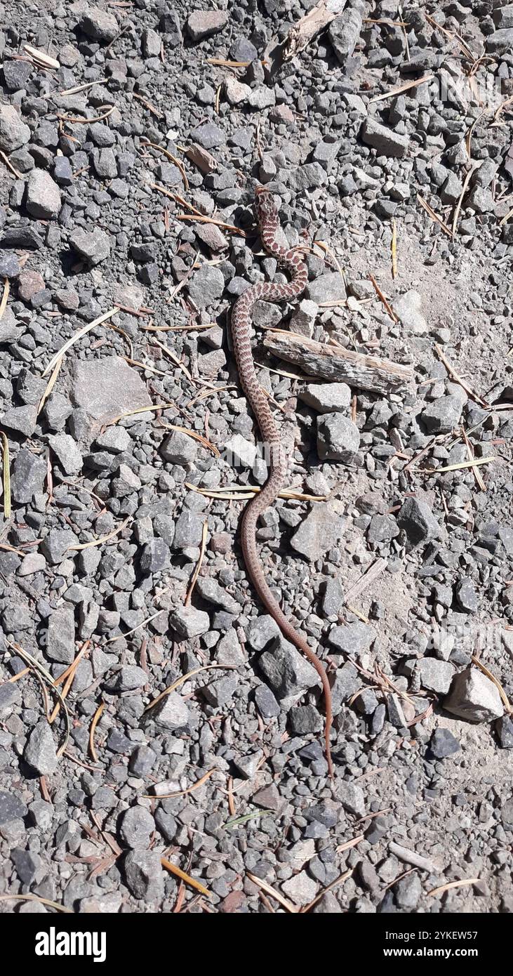 Western Yellow-bellied Racer (Coluber constrictor mormon Stock Photo ...