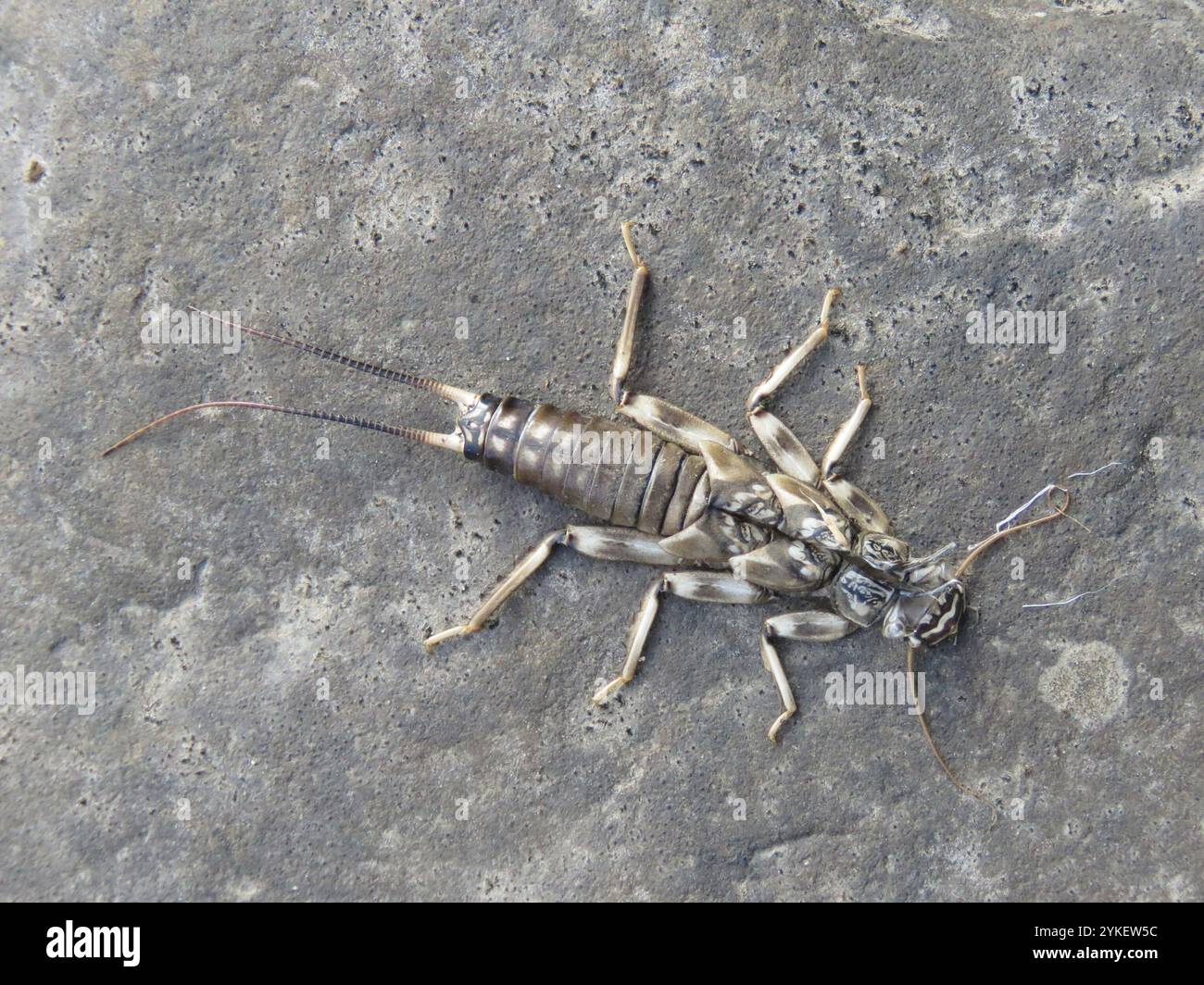 Shortwing Stonefly (Claassenia sabulosa Stock Photo - Alamy