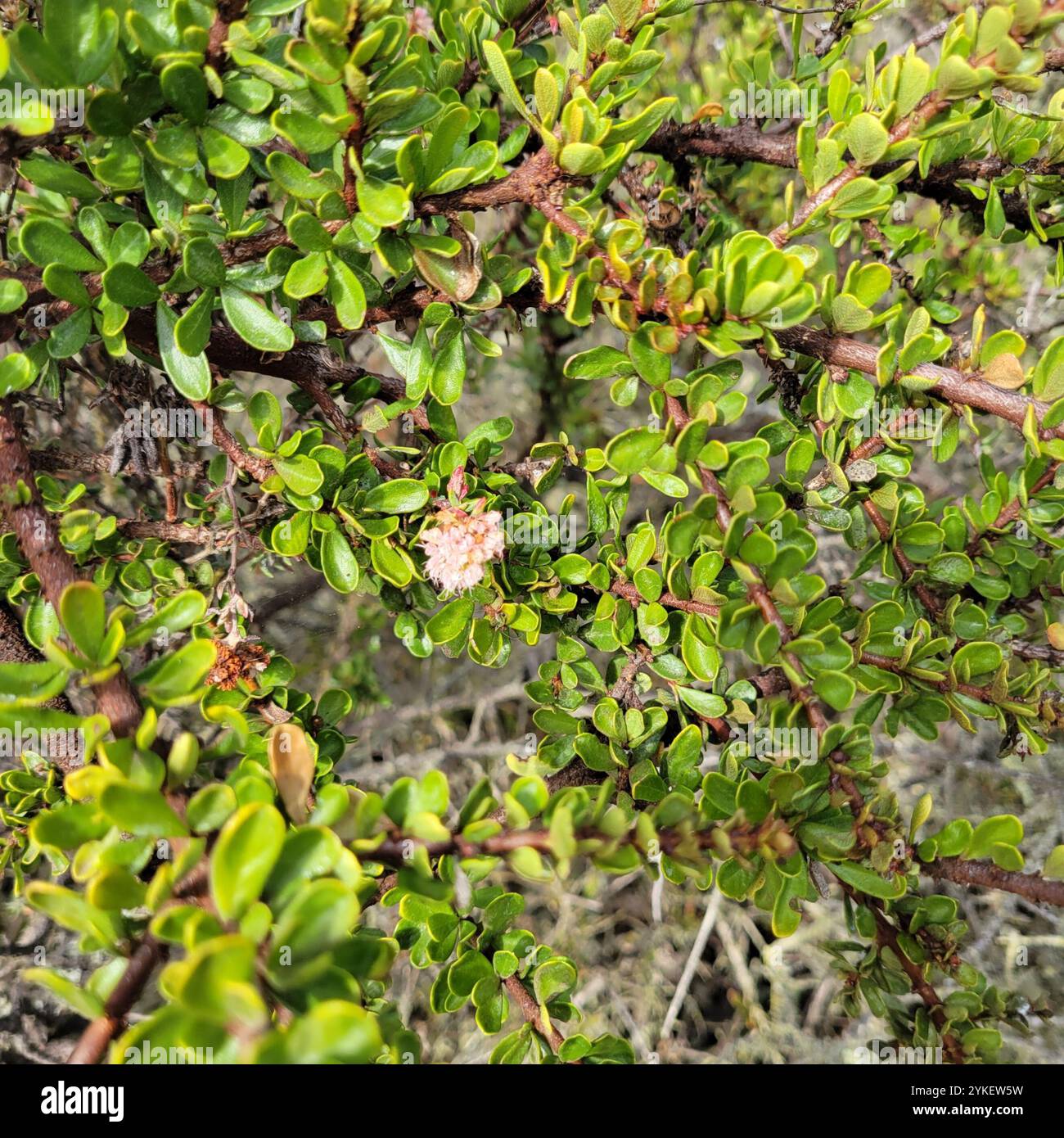 Buckbrush (Ceanothus cuneatus Stock Photo - Alamy