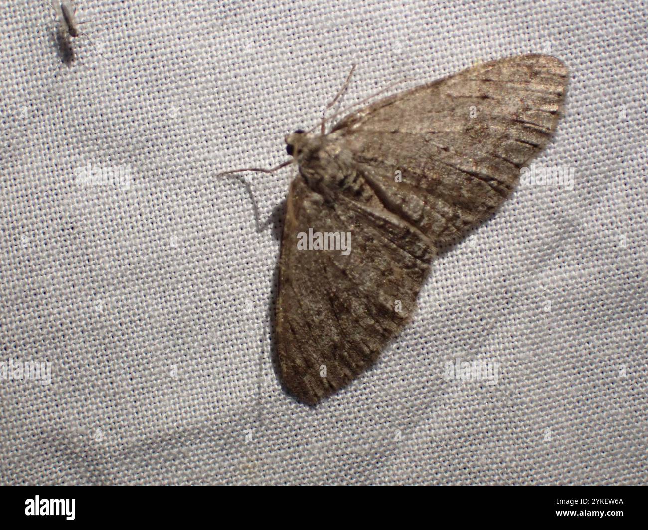 Geometer Moths (Geometridae Stock Photo - Alamy