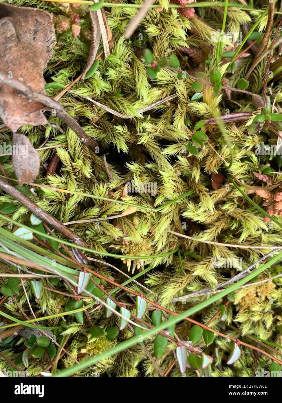 ribbed bog moss (Aulacomnium palustre Stock Photo - Alamy