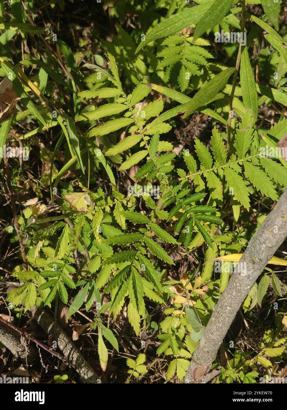 swamp agrimony (Agrimonia parviflora Stock Photo - Alamy