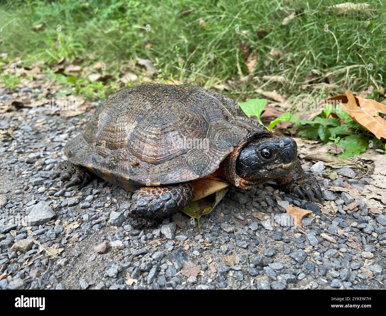 Wood Turtle (Glyptemys insculpta Stock Photo - Alamy