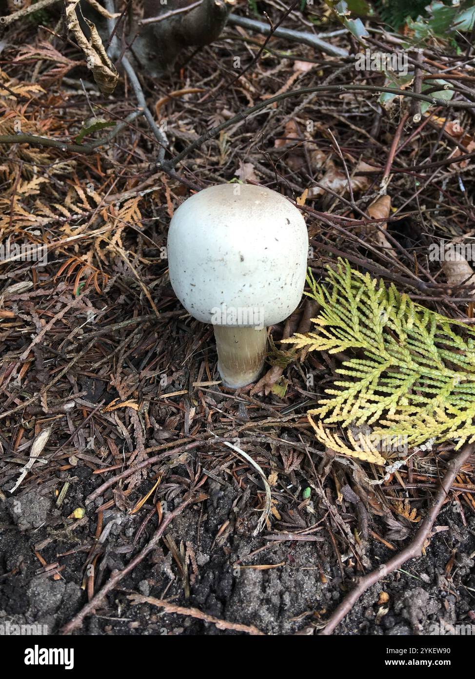 Yellow Stainer (Agaricus xanthodermus Stock Photo - Alamy