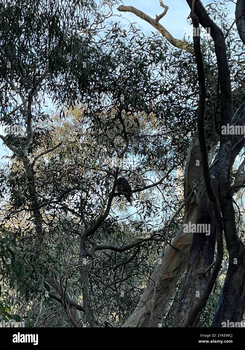 Tawny Frogmouth (Podargus strigoides Stock Photo - Alamy