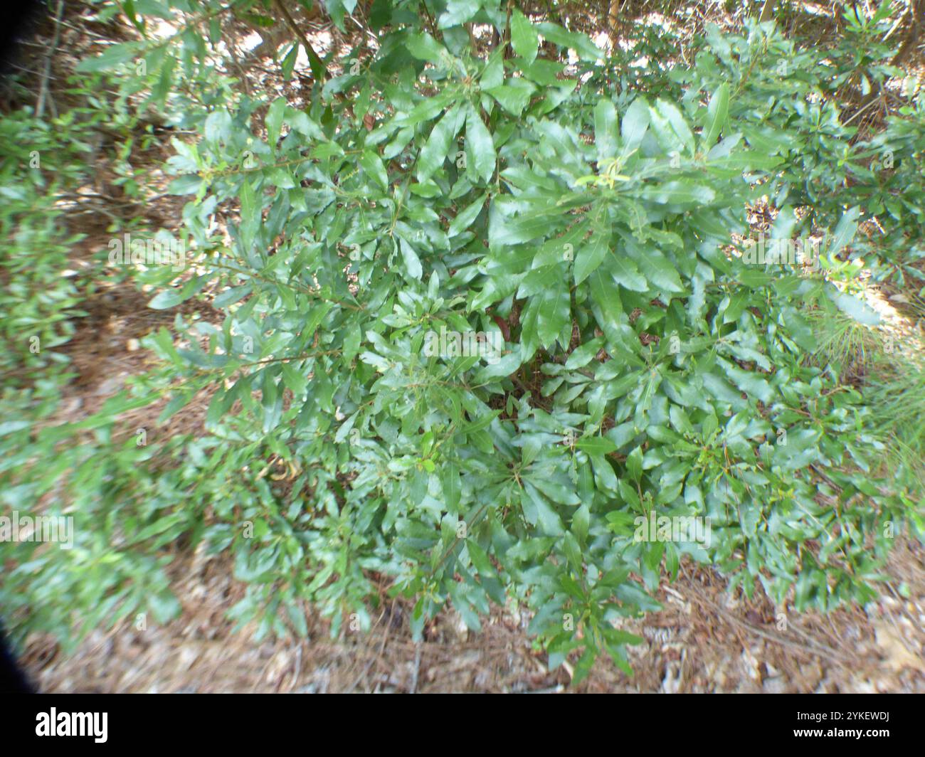 wax myrtle (Morella cerifera Stock Photo - Alamy