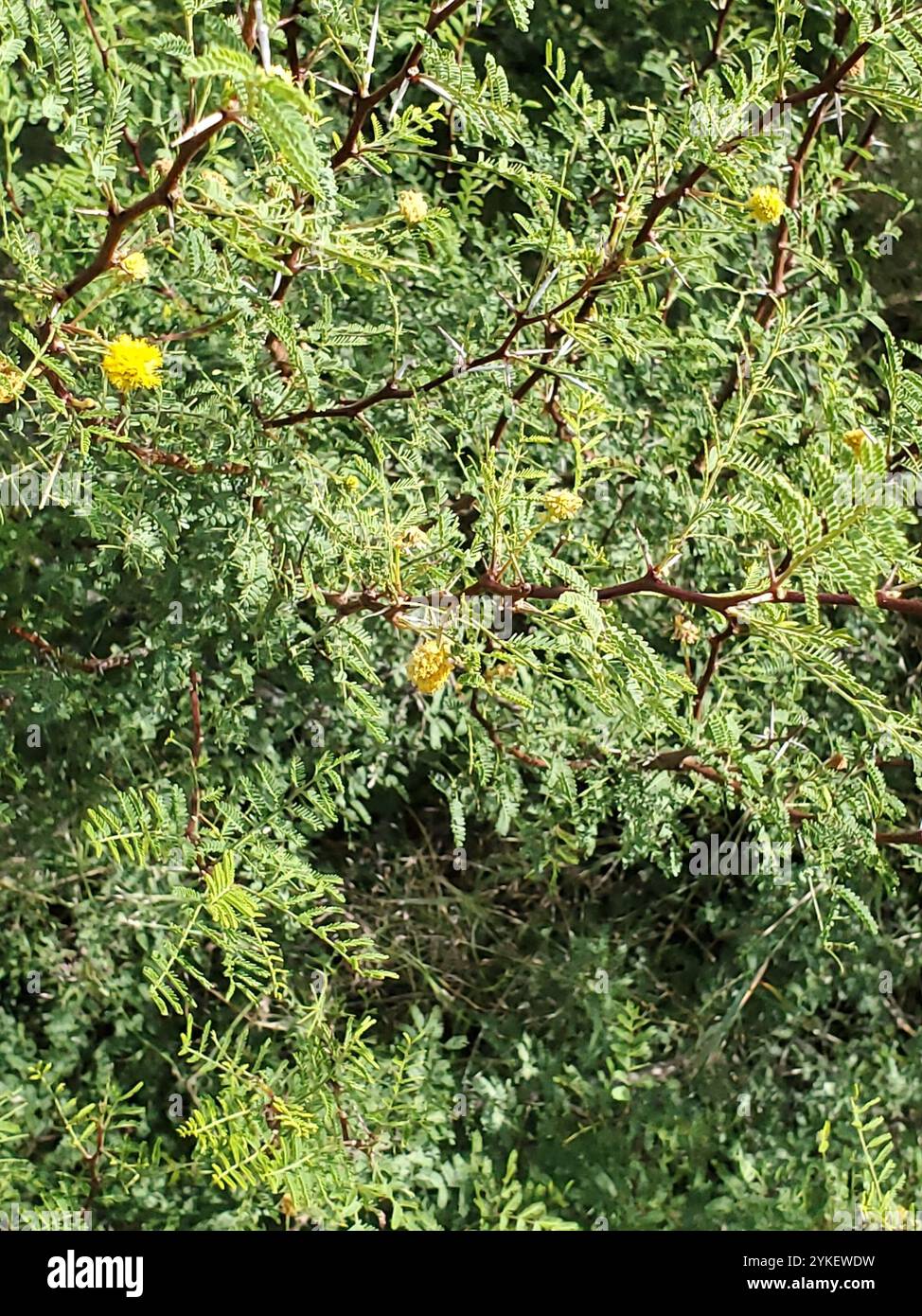 whitethorn acacia (Vachellia constricta Stock Photo - Alamy