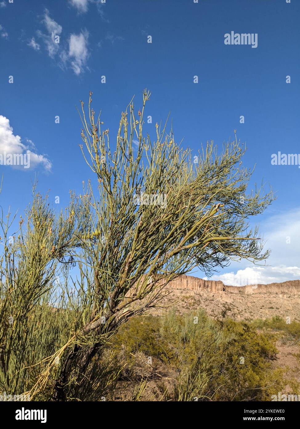 crucifixion thorn (Canotia holacantha Stock Photo - Alamy