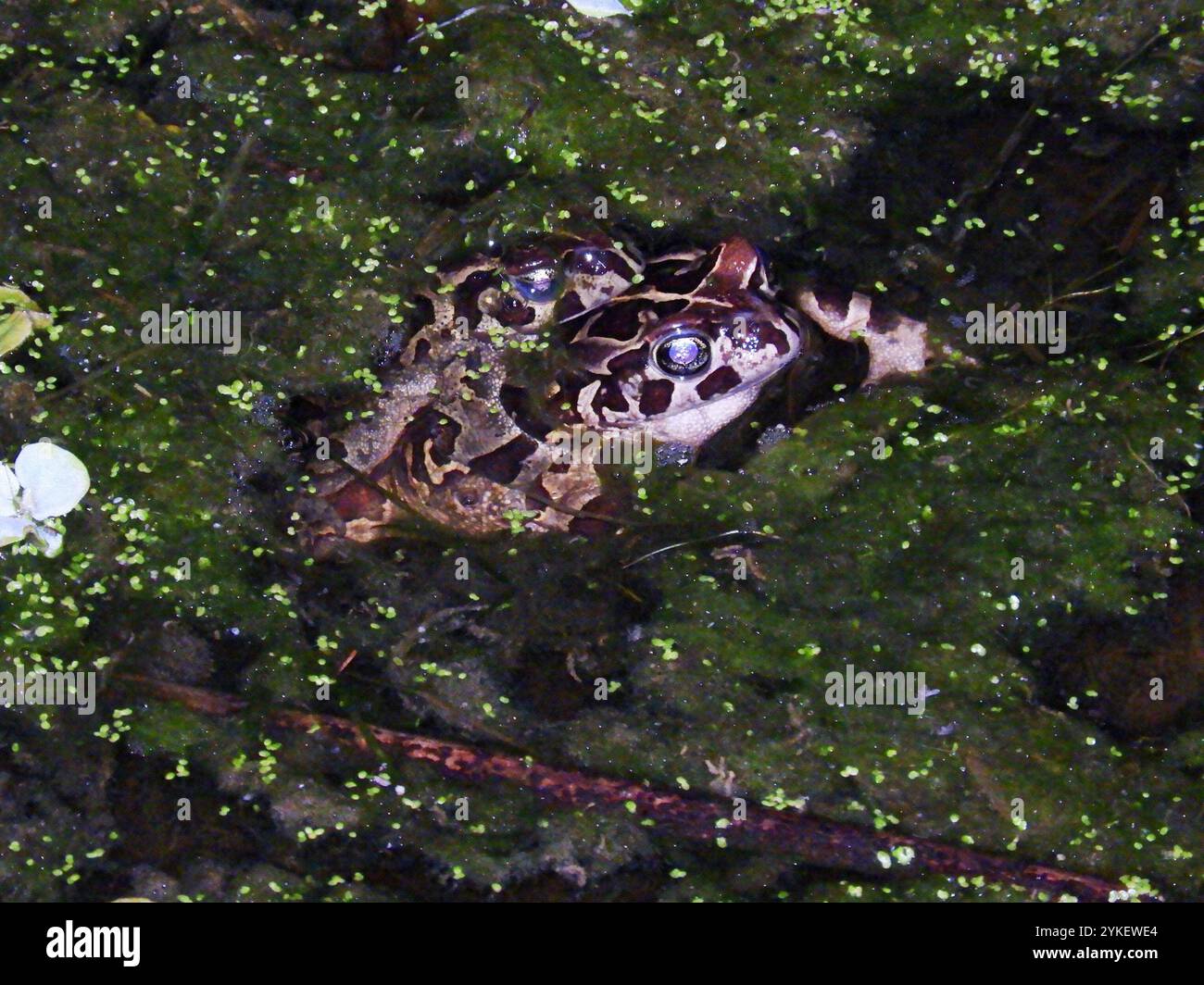 Western Leopard Toad (Sclerophrys pantherina Stock Photo - Alamy