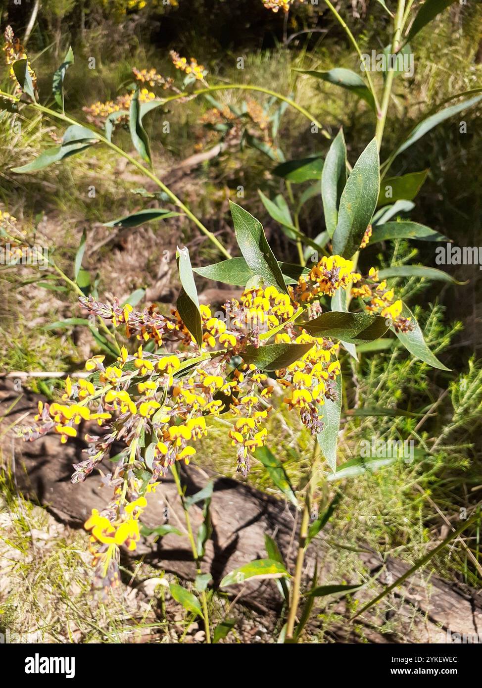 hop bitter-pea (Daviesia latifolia Stock Photo - Alamy