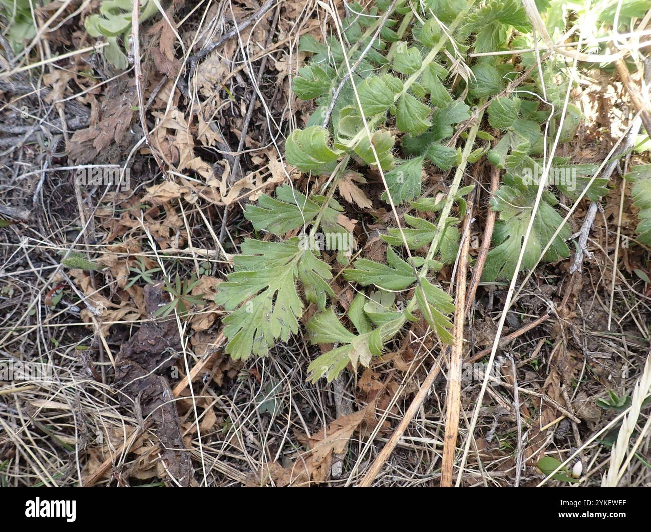 prairie smoke (Geum triflorum Stock Photo - Alamy
