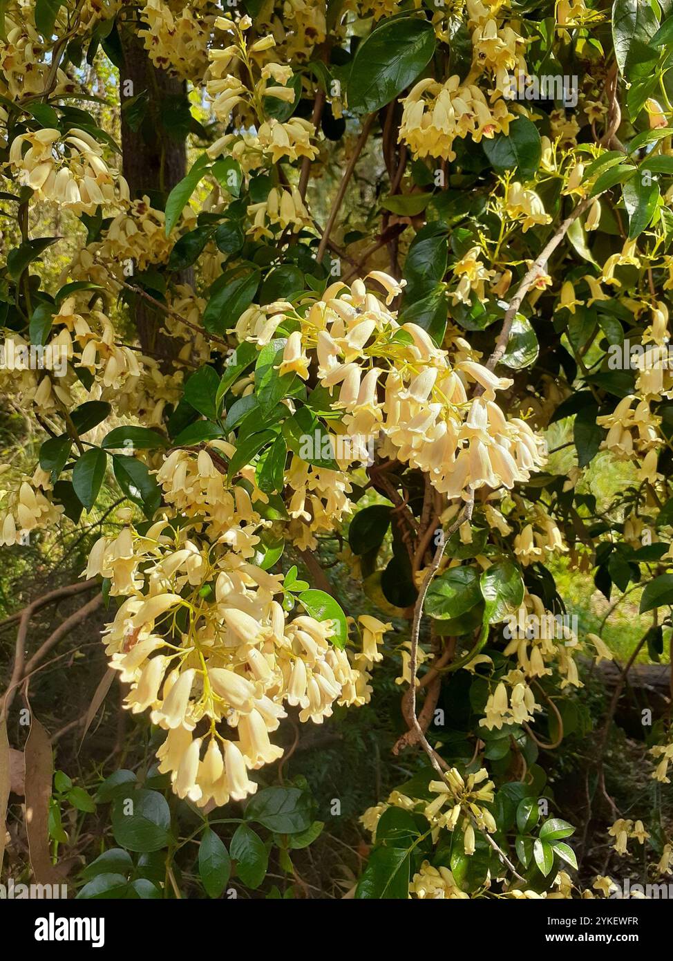 Wonga Wonga Vine (Pandorea pandorana pandorana Stock Photo - Alamy