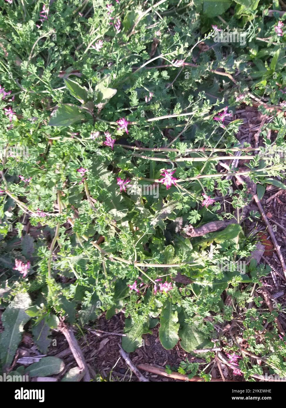 Common ramping fumitory hi-res stock photography and images - Alamy