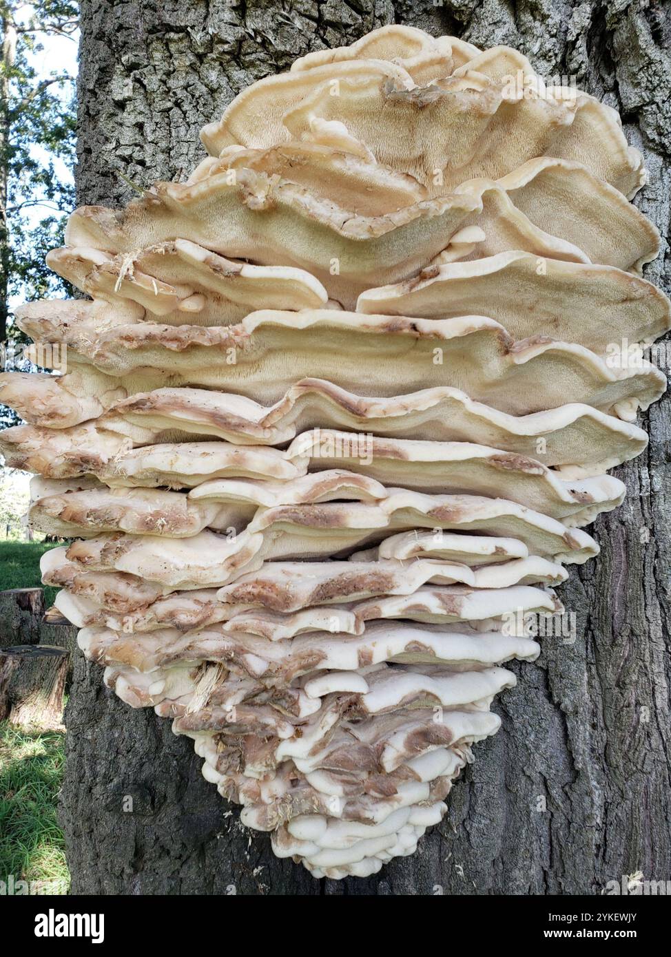 Northern Tooth (Climacodon septentrionalis Stock Photo - Alamy