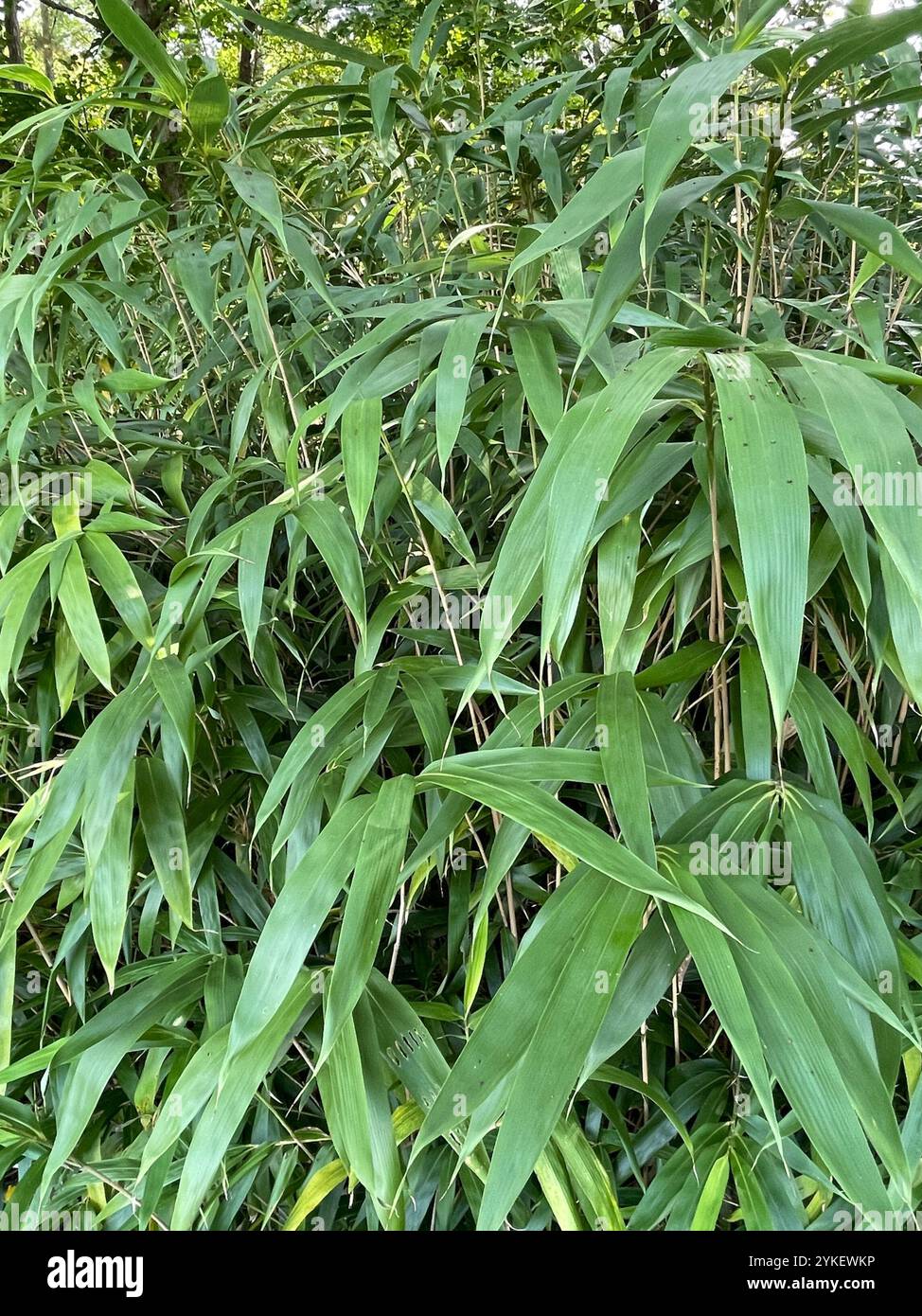 river cane (Arundinaria gigantea Stock Photo - Alamy