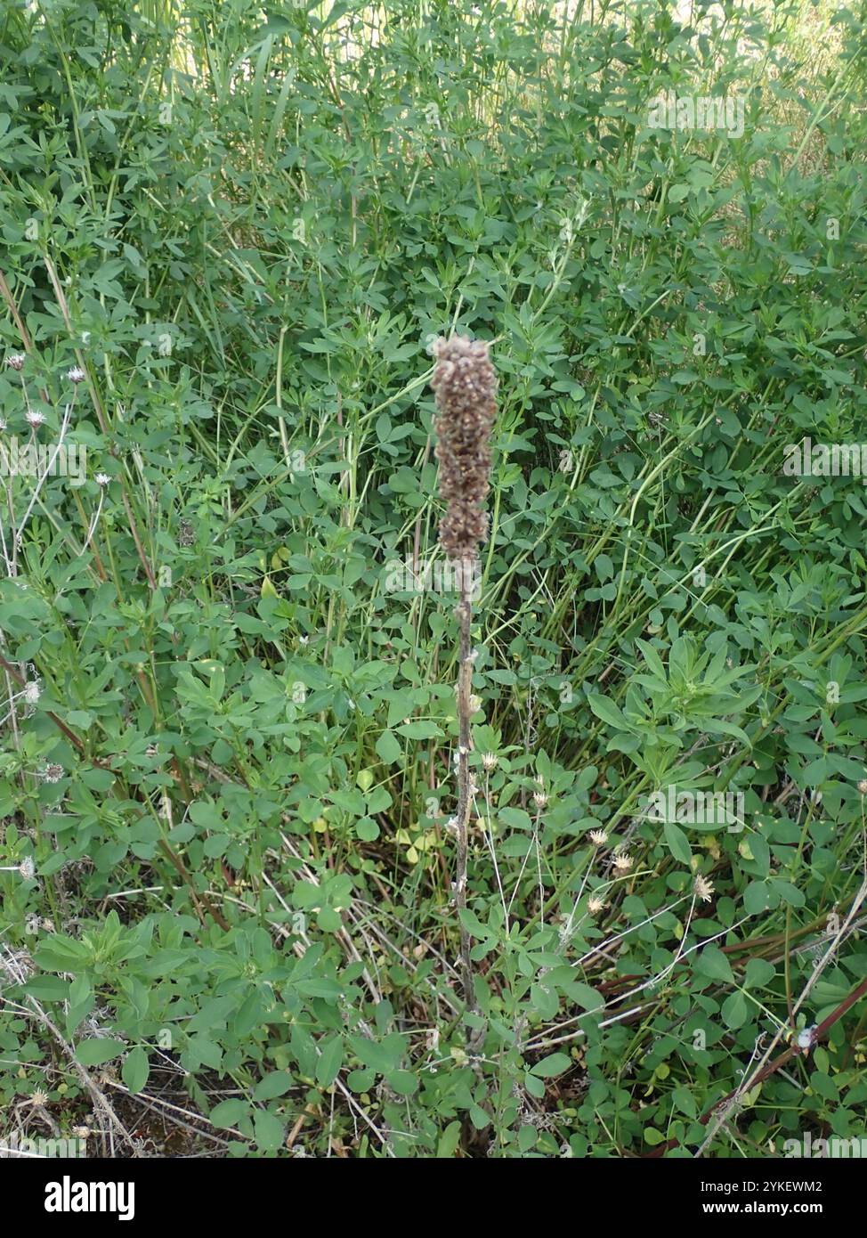 great mullein (Verbascum thapsus Stock Photo - Alamy