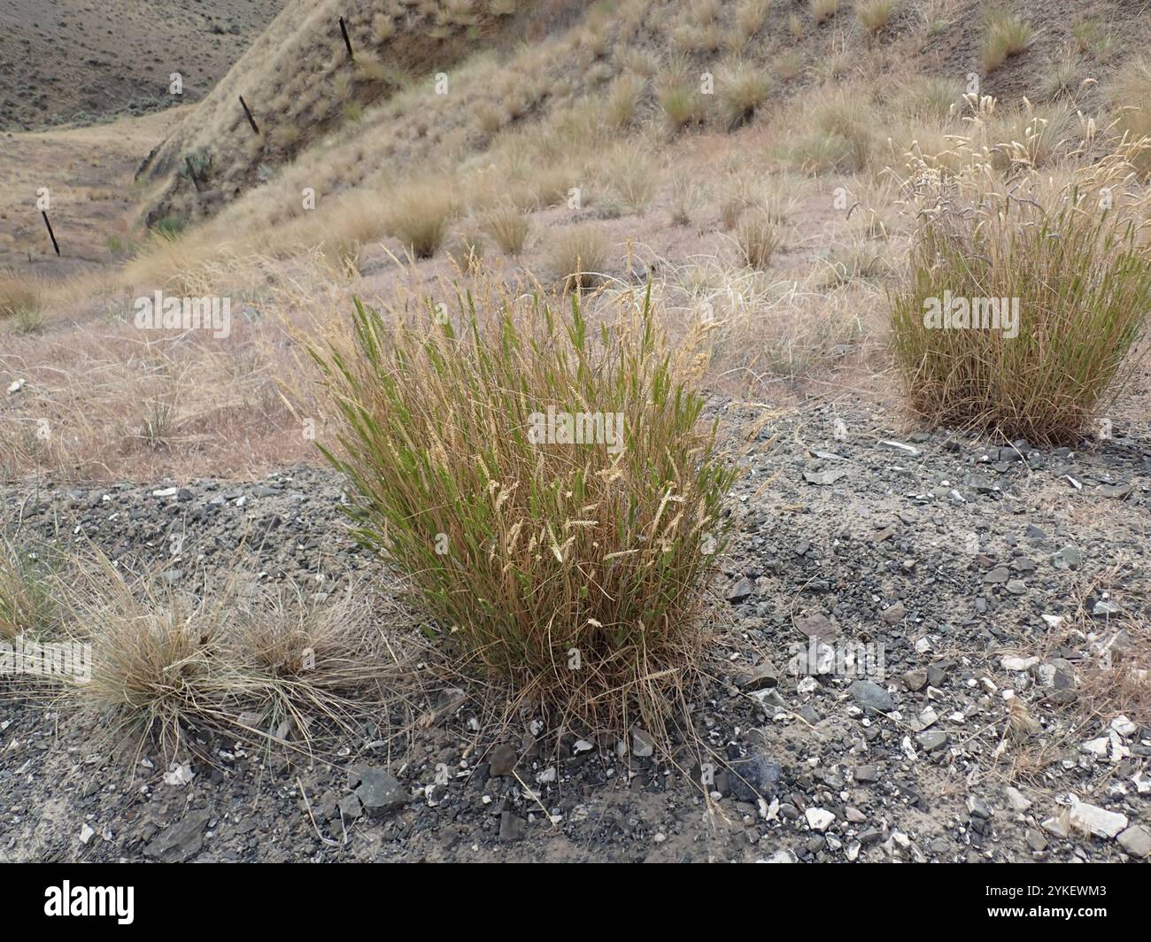 Crested Wheatgrass (Agropyron cristatum Stock Photo - Alamy