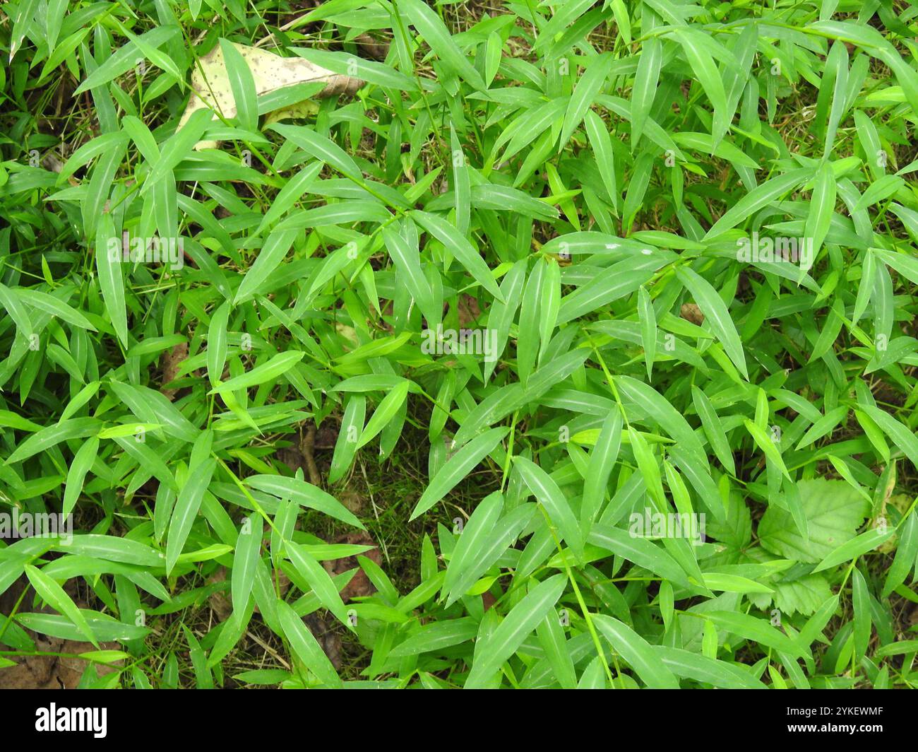 Japanese stiltgrass (Microstegium vimineum Stock Photo - Alamy