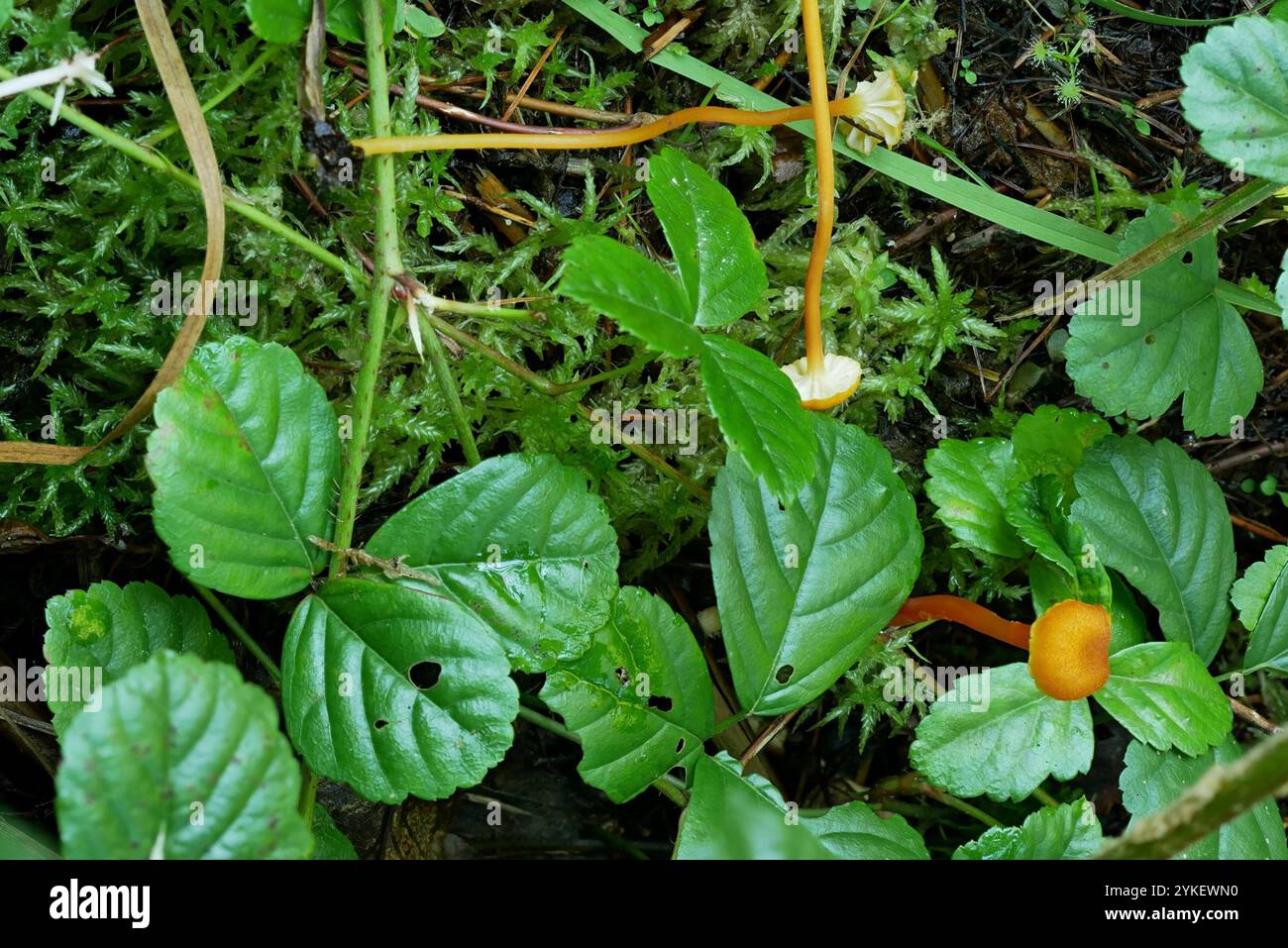 Cranberry Waxy Cap (Hygrocybe turunda Stock Photo - Alamy