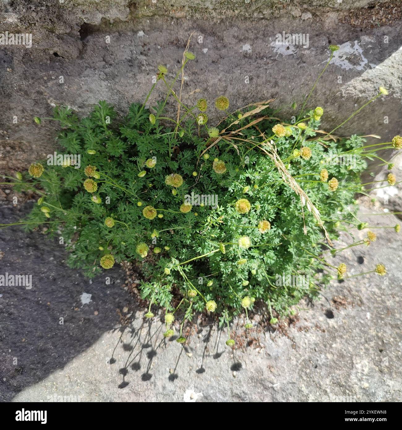 Cotula australis hi-res stock photography and images - Alamy