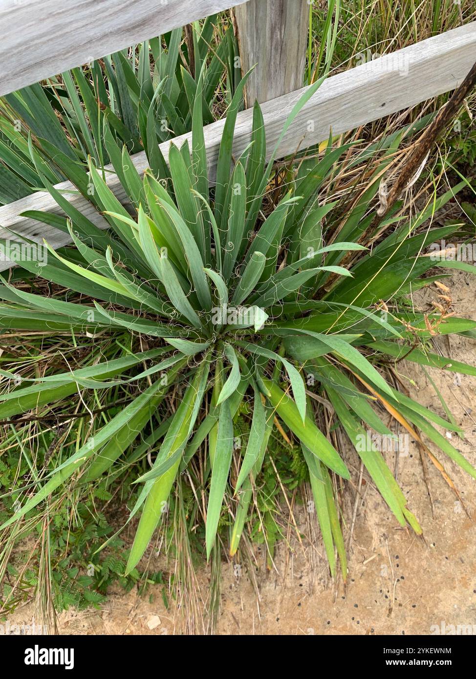 common yucca (Yucca filamentosa Stock Photo - Alamy