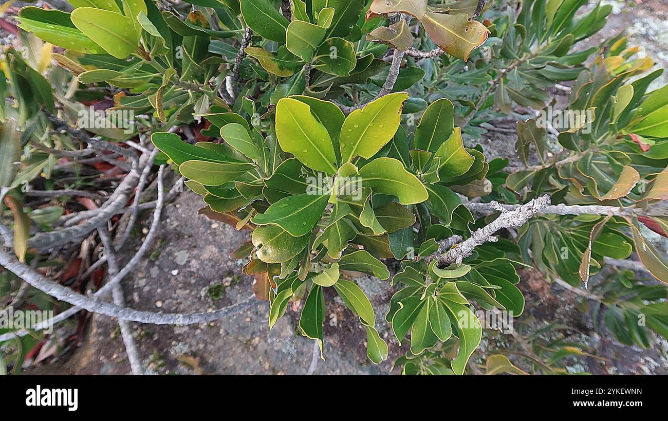 Gifboom hi-res stock photography and images - Alamy