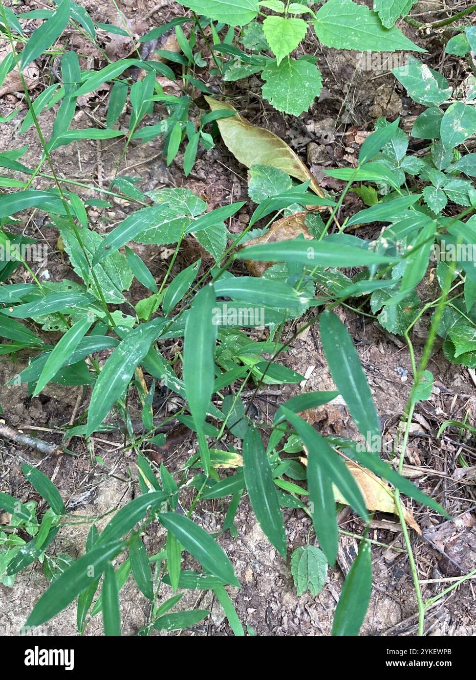 Japanese stiltgrass (Microstegium vimineum Stock Photo - Alamy