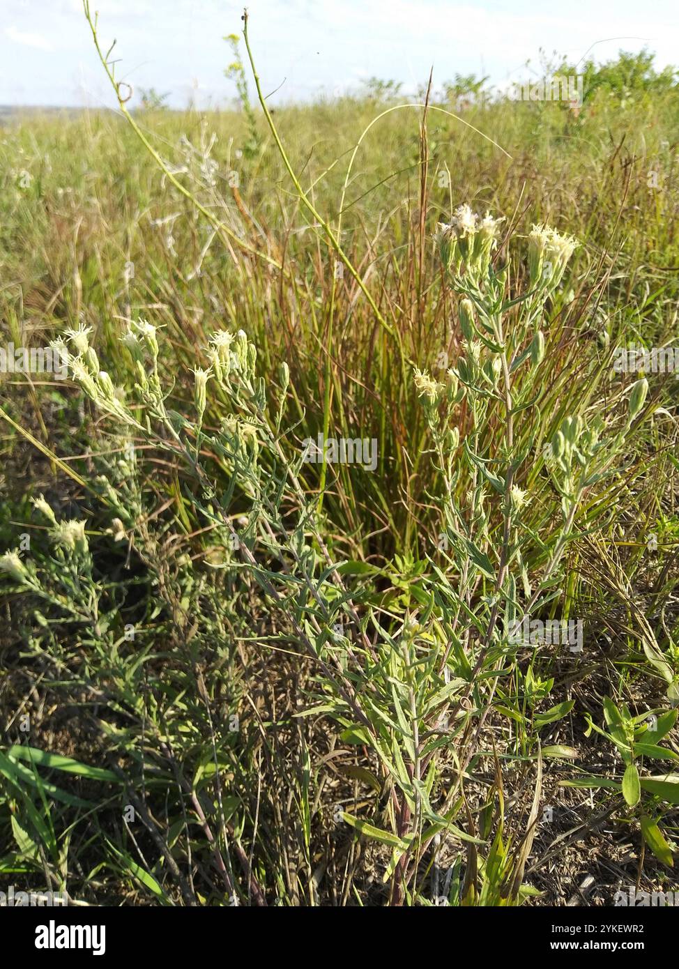 False Boneset (Brickellia eupatorioides Stock Photo - Alamy