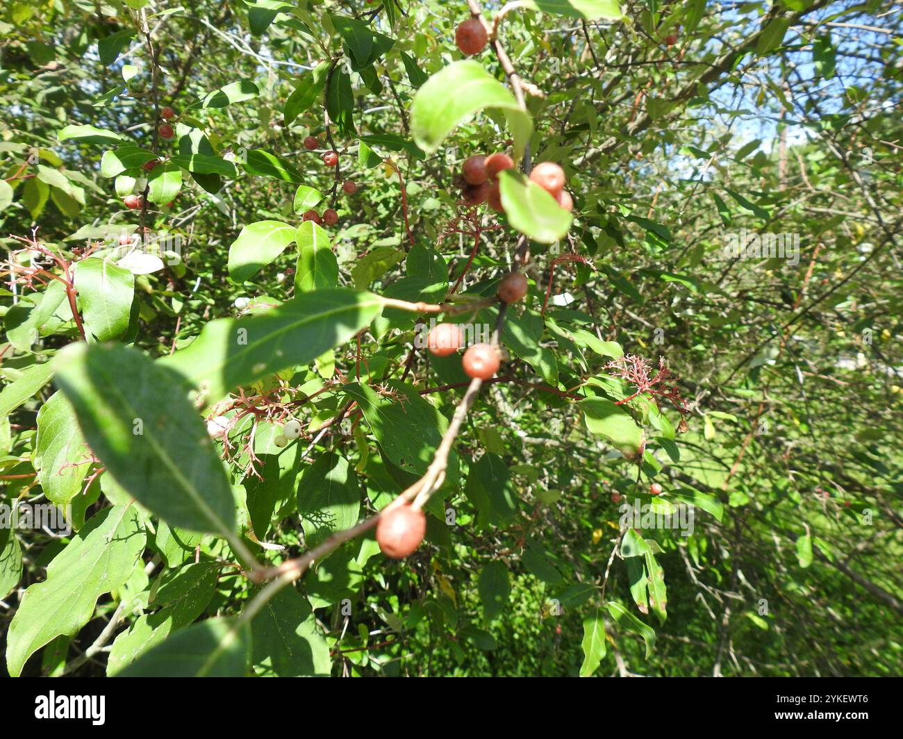 autumn olive (Elaeagnus umbellata Stock Photo - Alamy