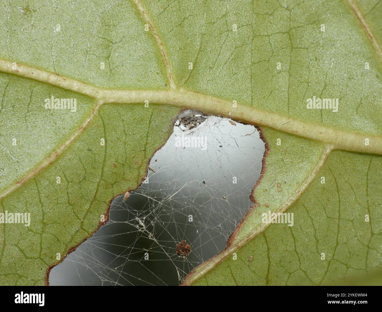 Leaf-running Spiders (Hygropoda Stock Photo - Alamy