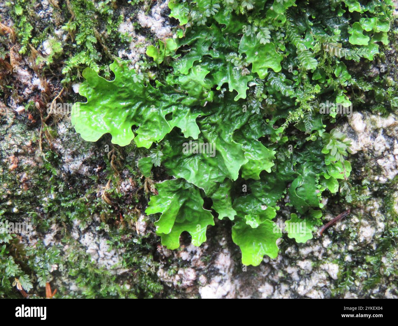 Tree Lungwort (Lobaria pulmonaria Stock Photo - Alamy