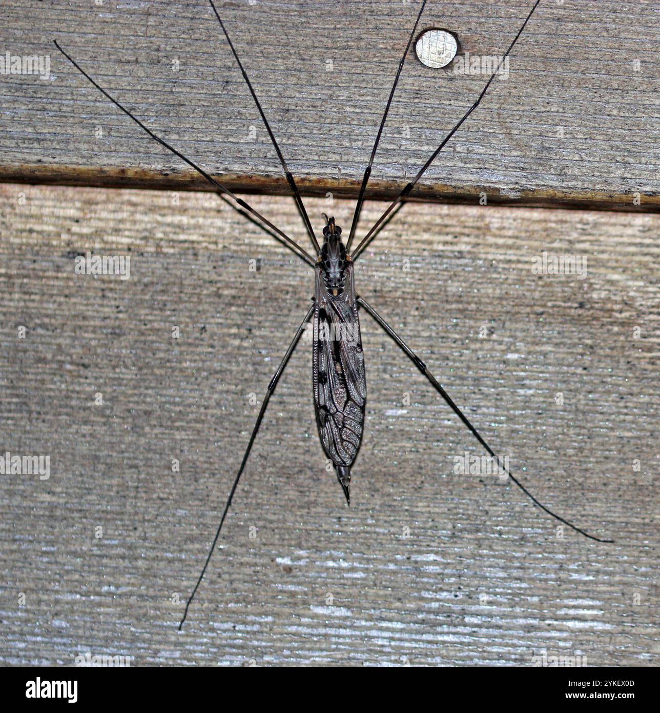 Giant Crane Fly (Tipula abdominalis Stock Photo - Alamy