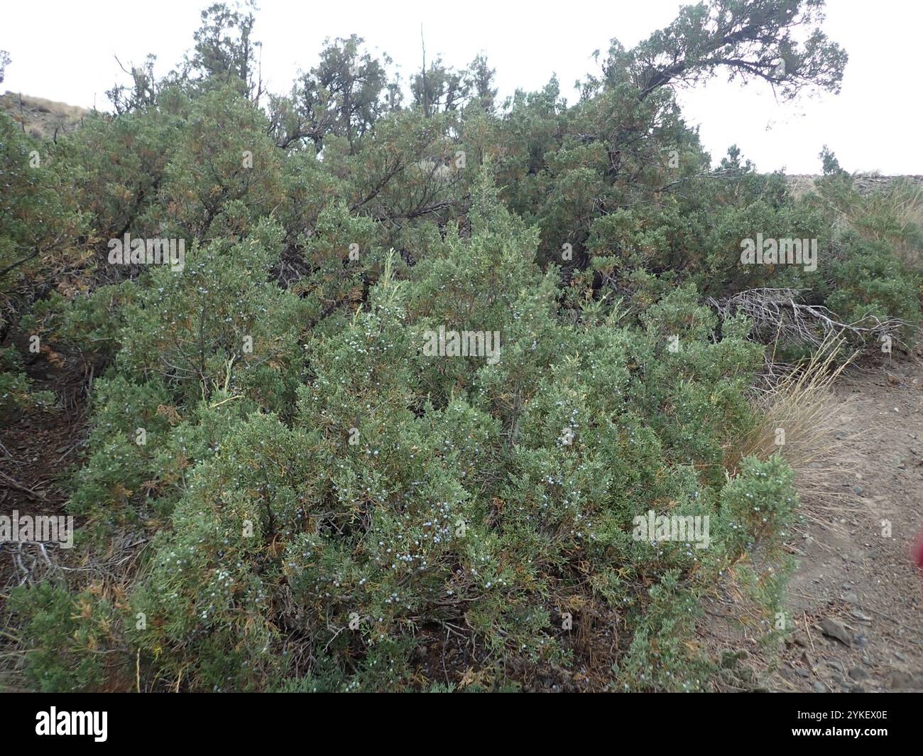 Rocky Mountain Juniper (Juniperus scopulorum Stock Photo - Alamy