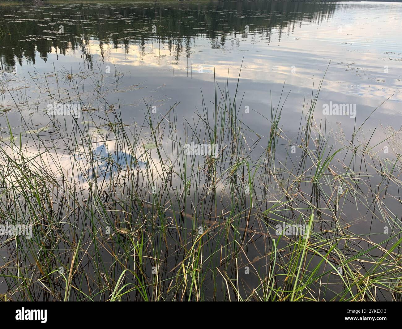 common spikerush (Eleocharis palustris Stock Photo - Alamy