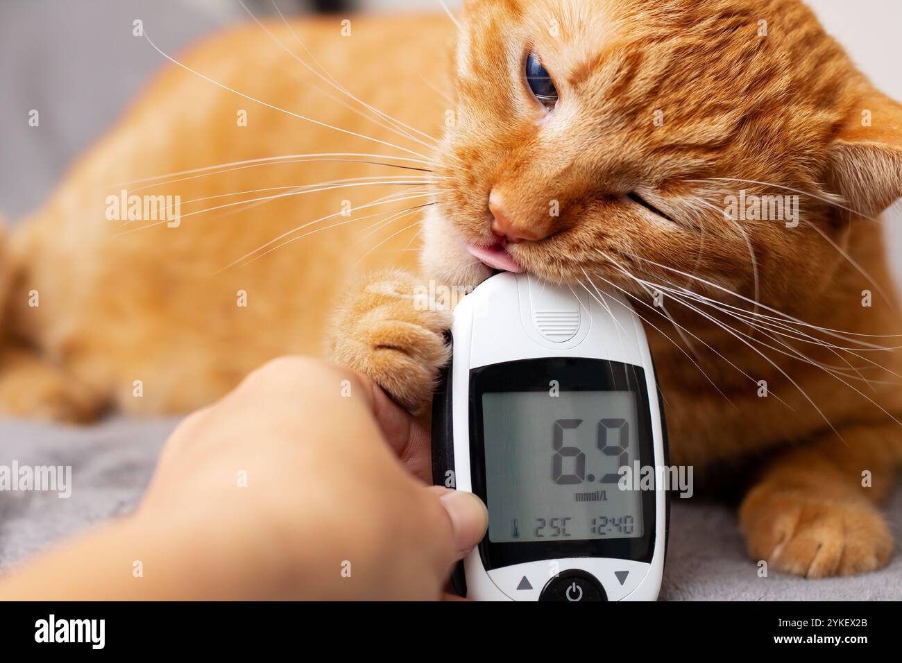 Navigating cat hi-res stock photography and images - Alamy