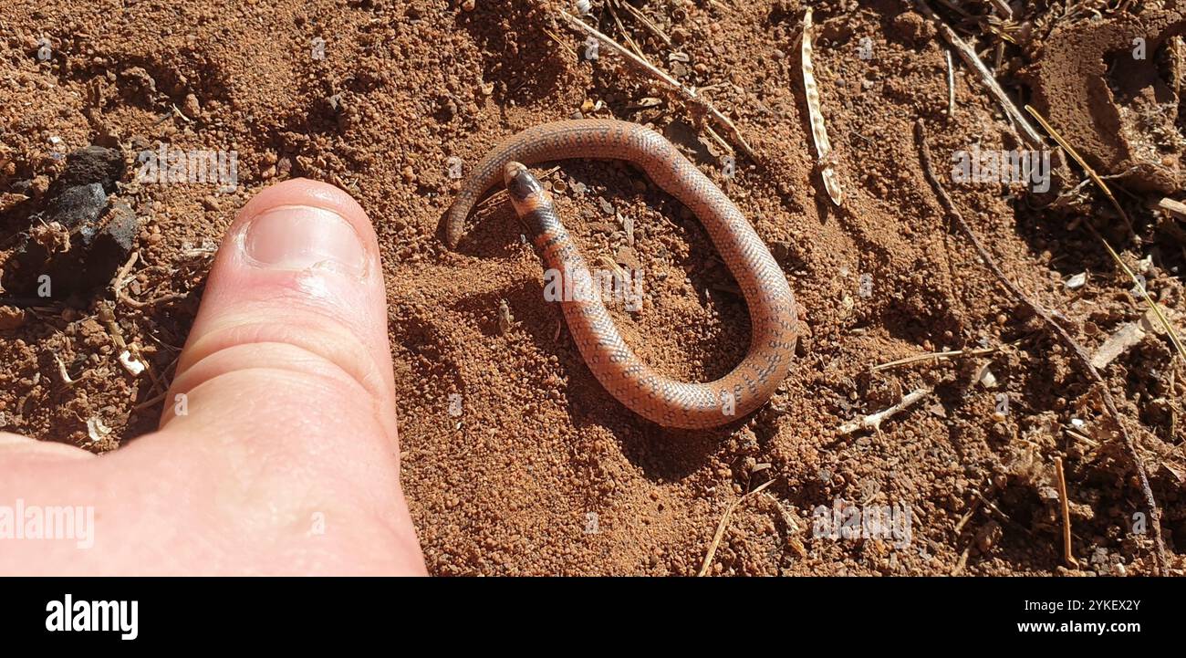 Eastern Shovel-nosed Snake (Brachyurophis australis Stock Photo - Alamy