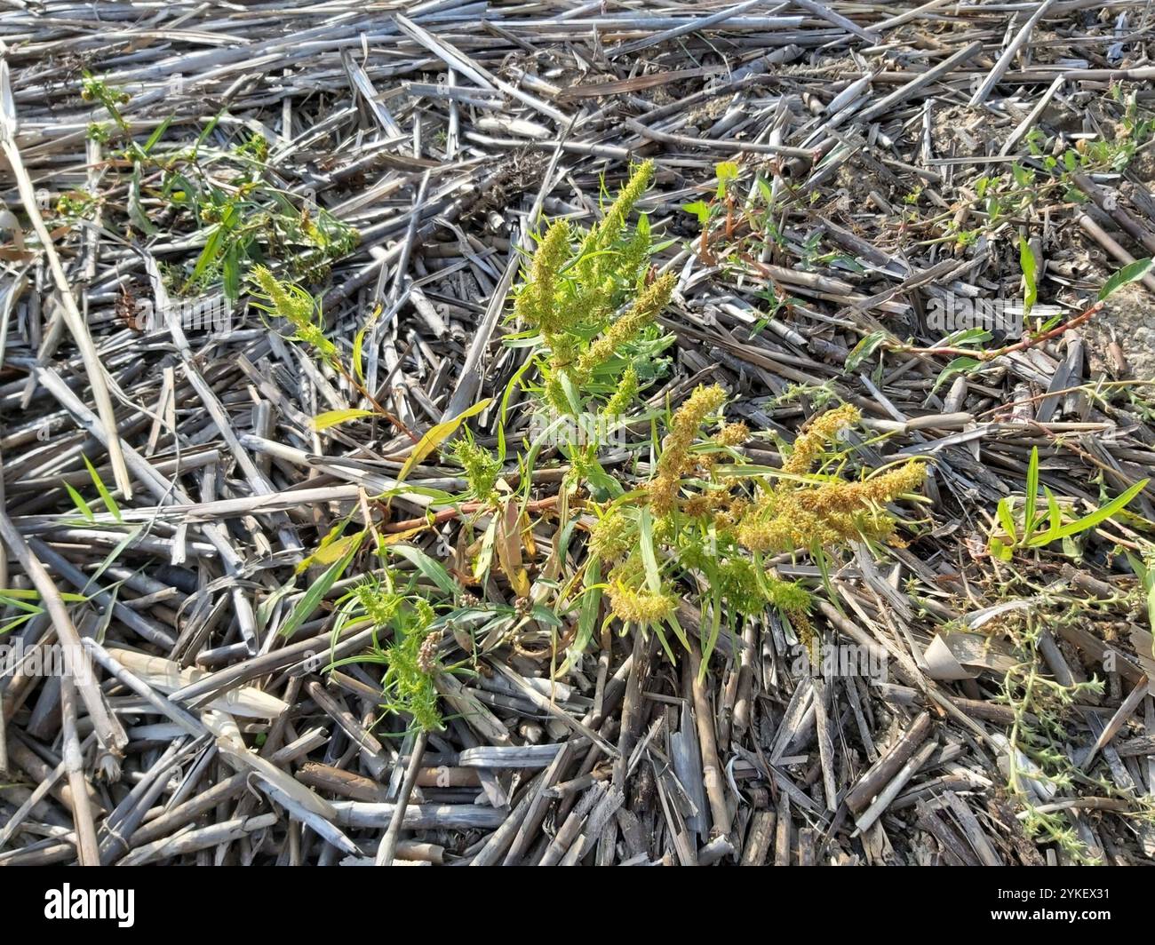Golden Dock (Rumex maritimus Stock Photo - Alamy