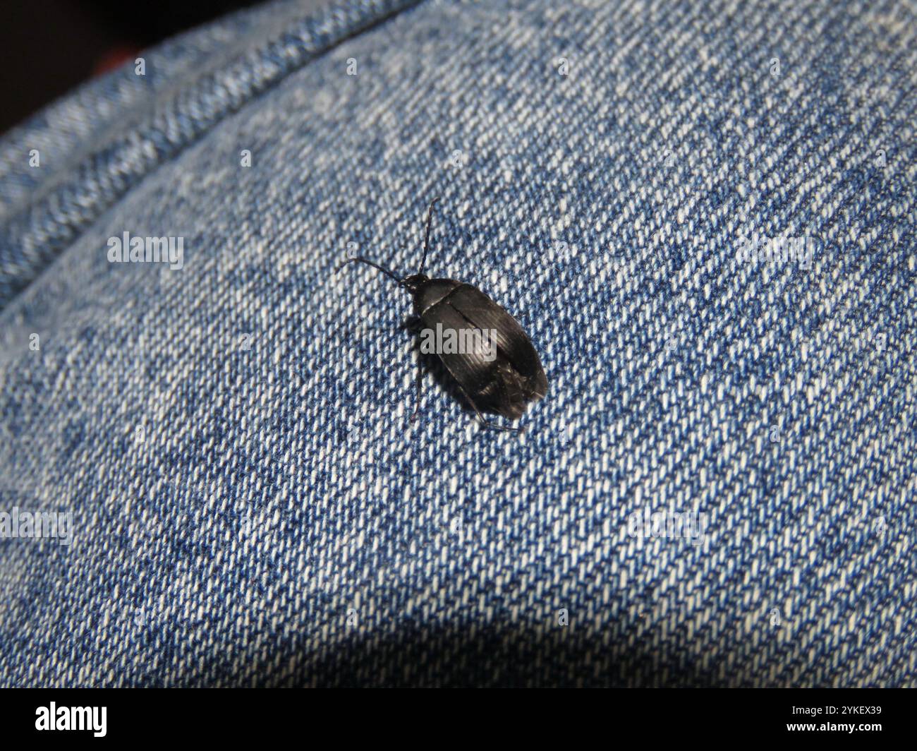 Cucujiform Beetles (Cucujiformia Stock Photo - Alamy