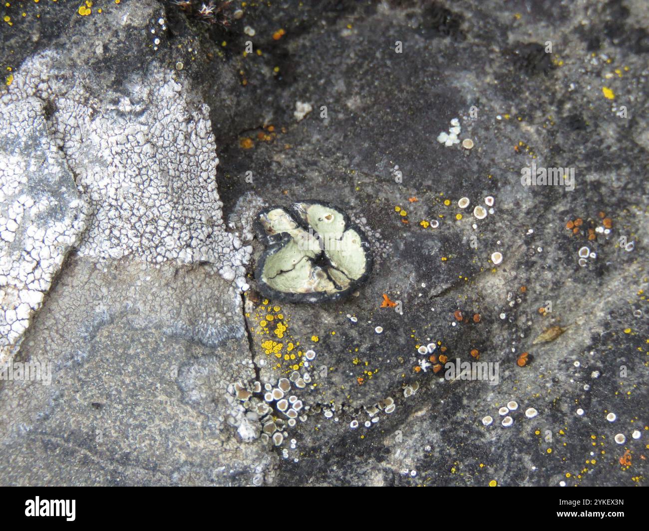 common lichens (Lecanoromycetes Stock Photo - Alamy