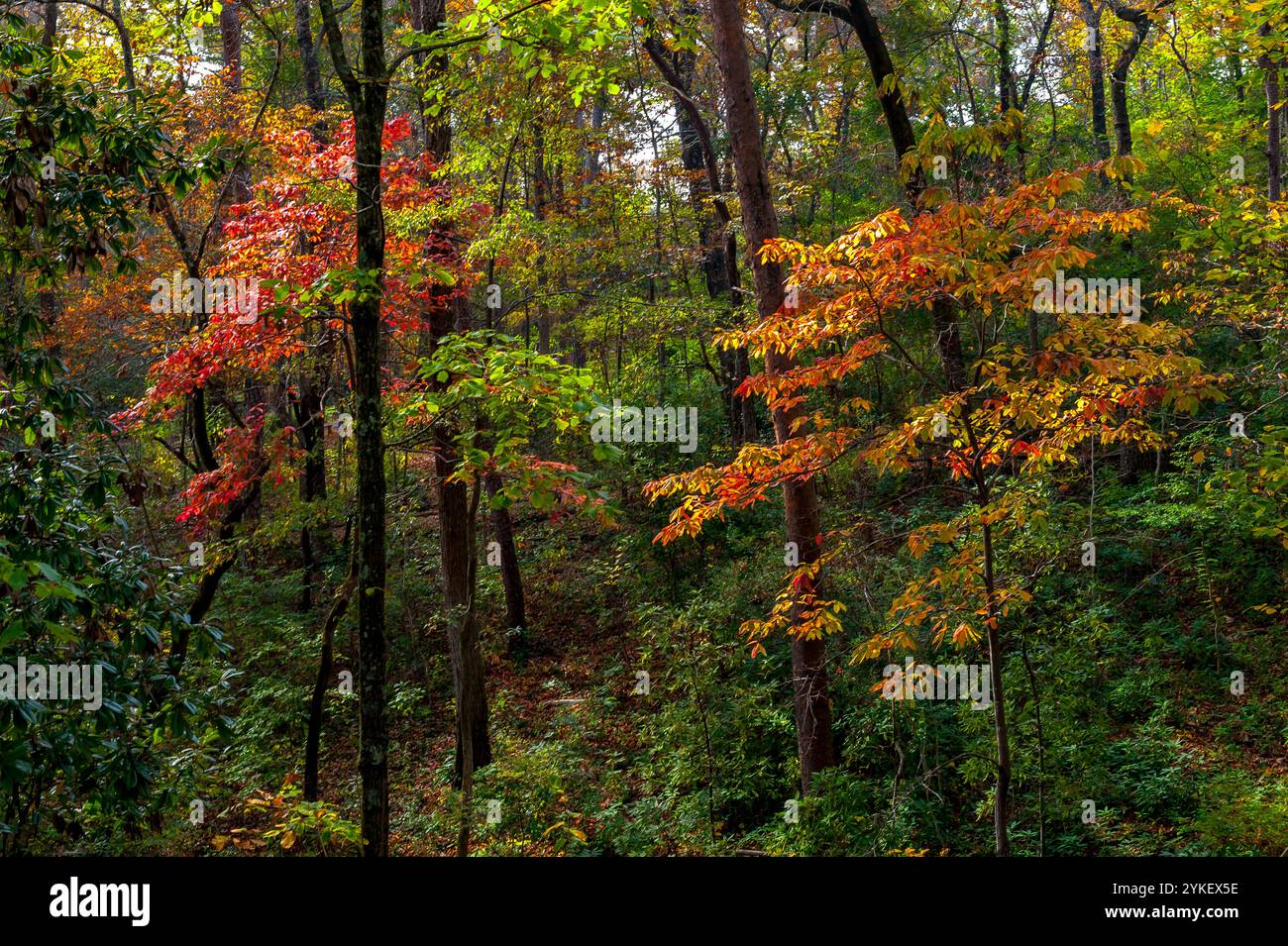 Birmingham forest hi-res stock photography and images - Alamy