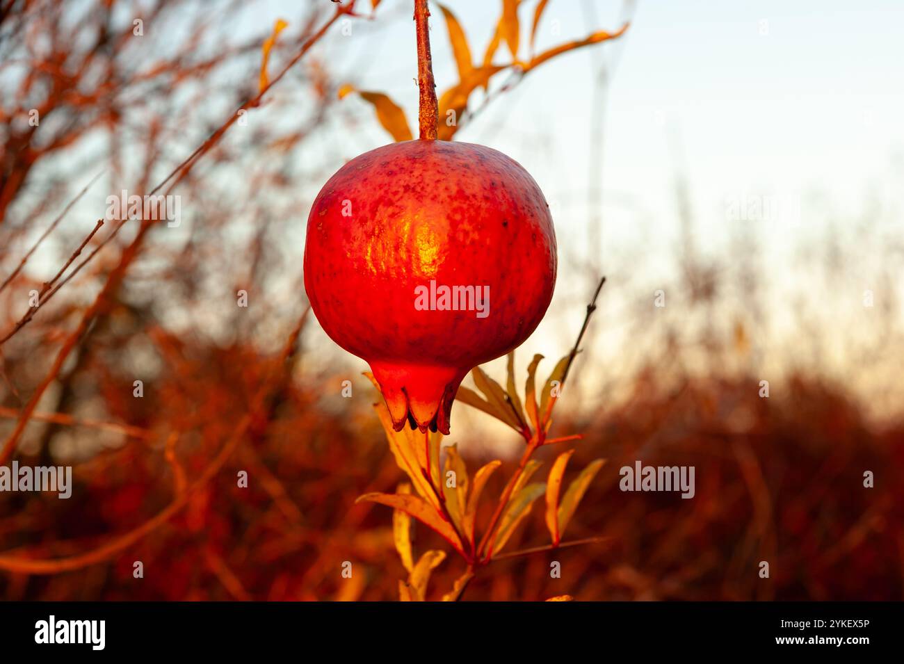 Pomegranate icon hi-res stock photography and images - Alamy
