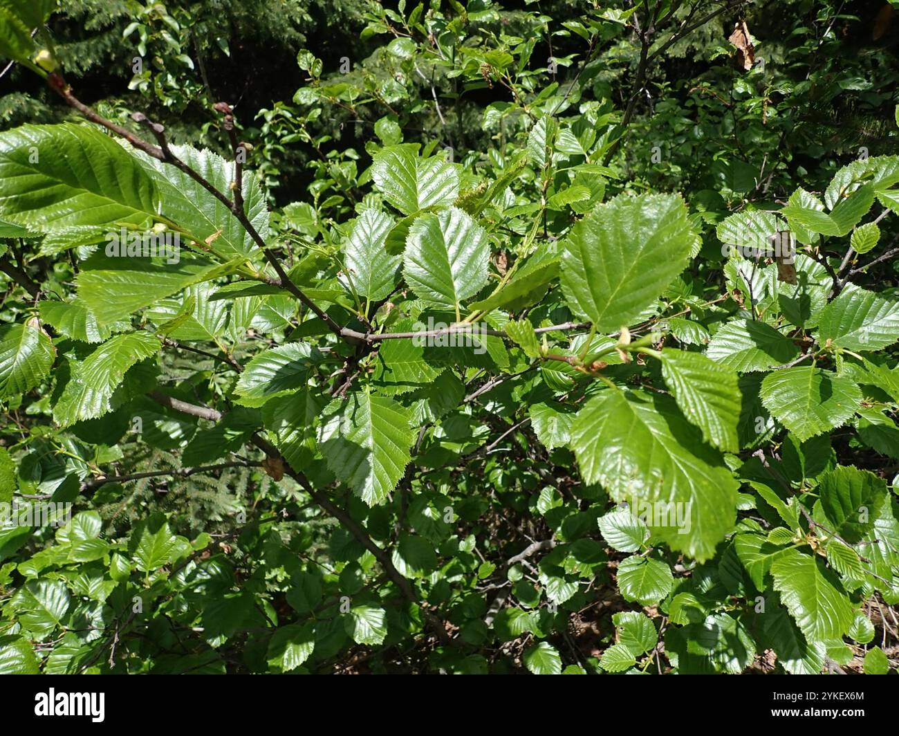 green alder (Alnus alnobetula Stock Photo - Alamy