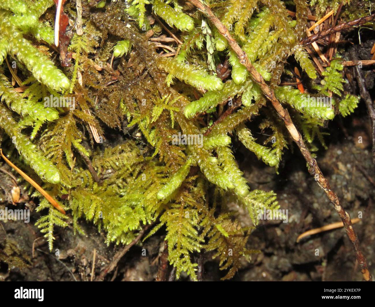 Pipecleaner Moss (Rhytidiopsis robusta Stock Photo - Alamy