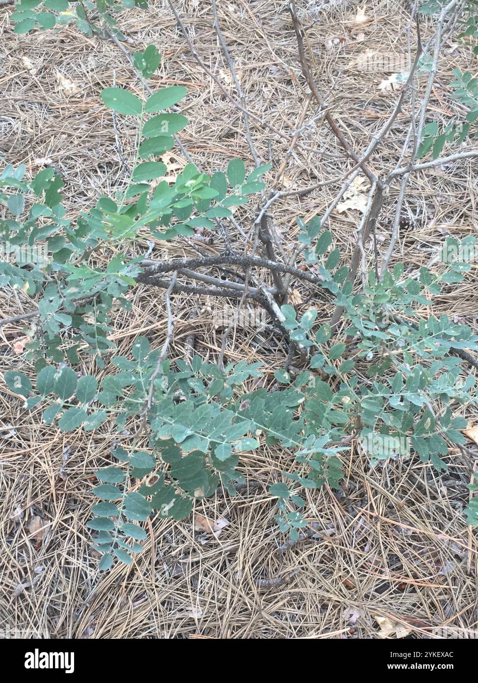 New Mexico locust (Robinia neomexicana Stock Photo - Alamy