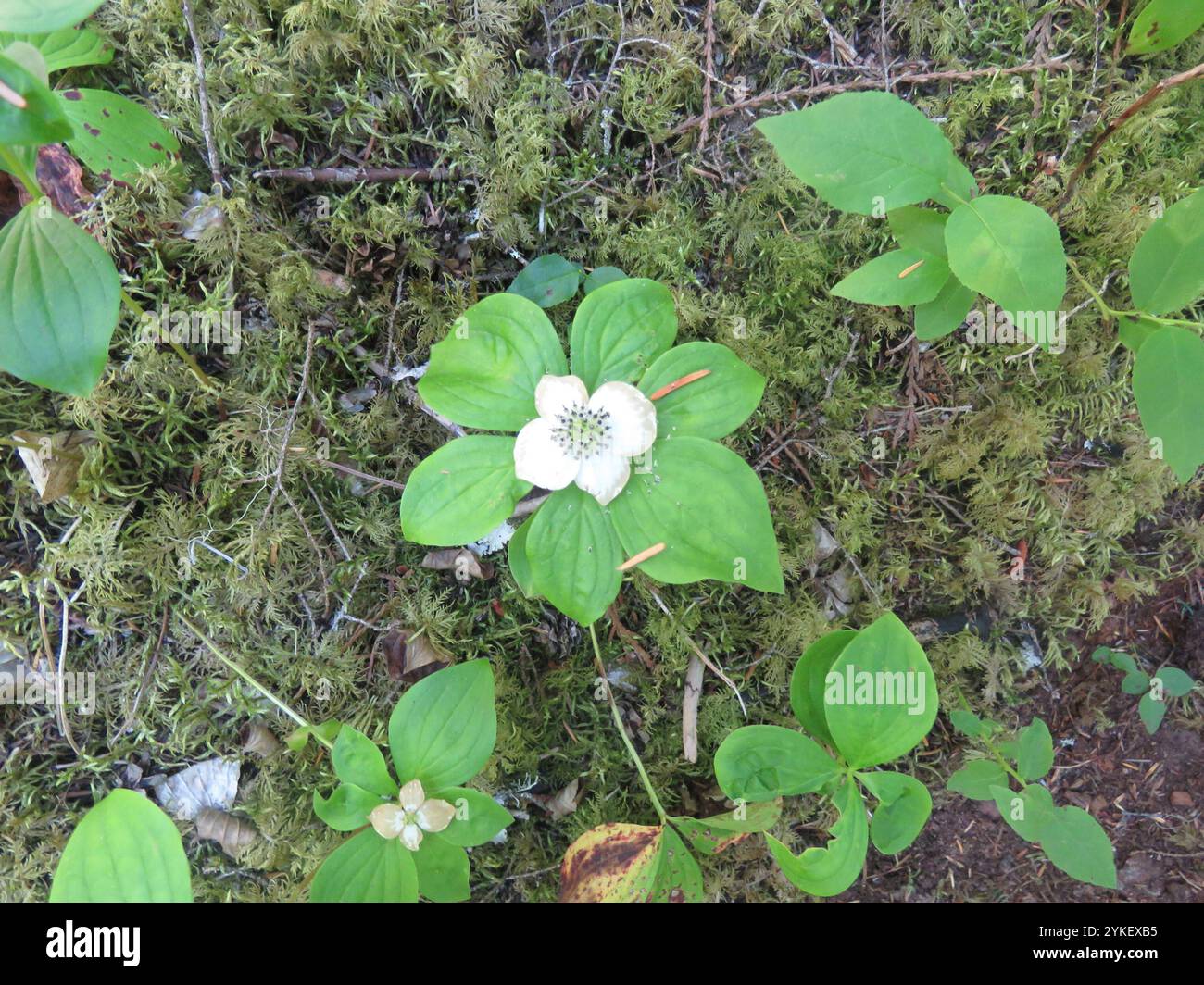 Western Bunchberry (Cornus unalaschkensis Stock Photo - Alamy