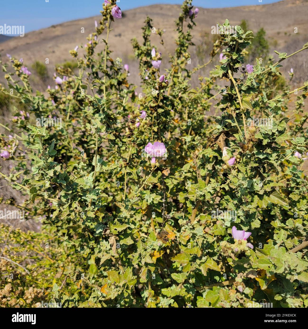 southern coastal bushmallow (Malacothamnus fasciculatus Stock Photo - Alamy