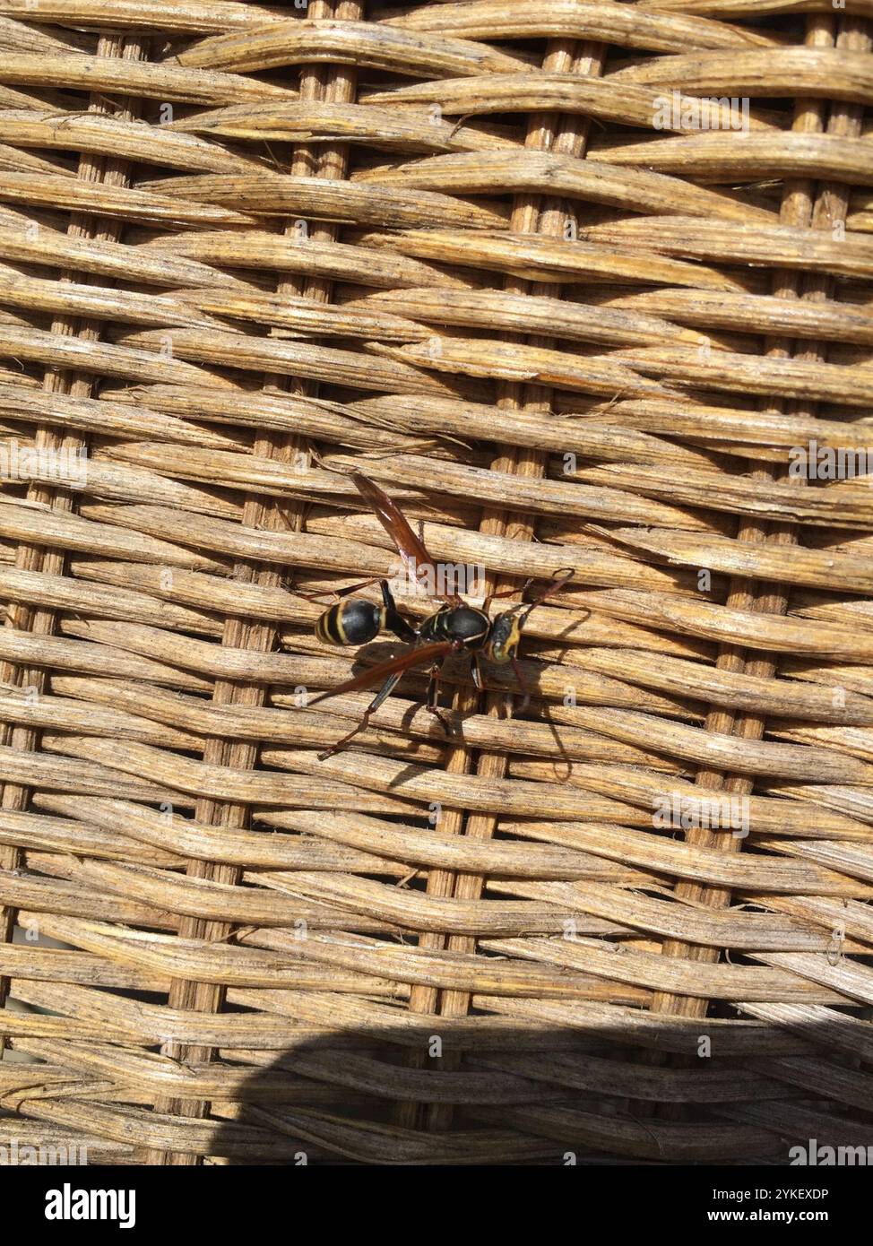 Western Paper Wasp (Mischocyttarus flavitarsis Stock Photo - Alamy